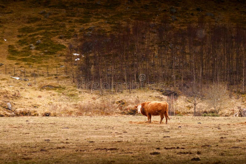 Cow in a field stock photo. Image of farm, field, animal - 31473148