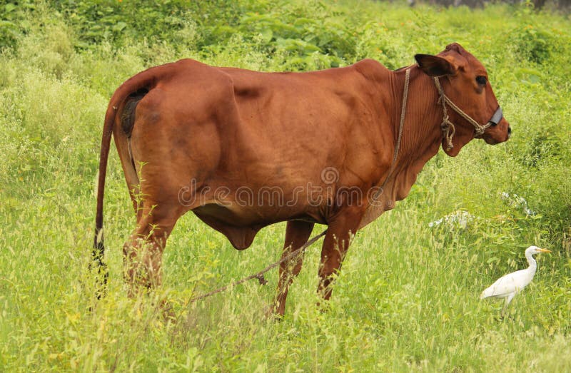 Cow in the field stock image. Image of agriculture, black - 255064277