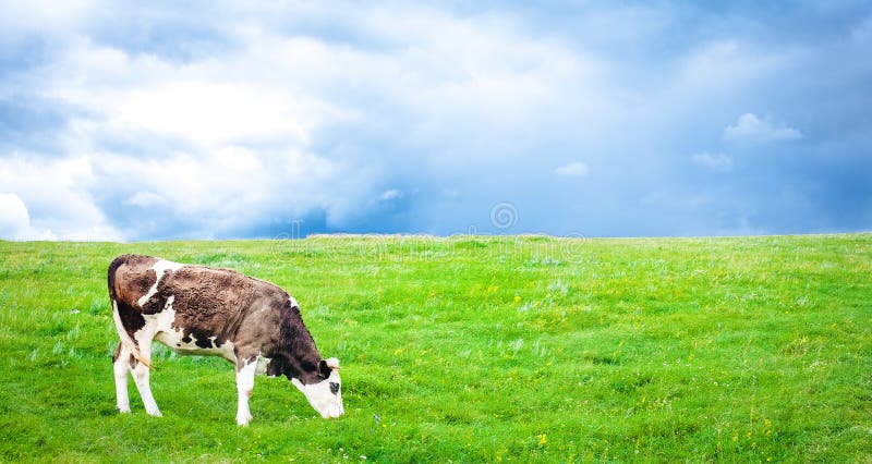 Cow In A Field stock photo. Image of country, fresh, farm - 19702974
