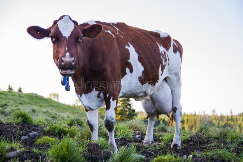 Cow stock photo. Image of naturelover, summer, wildlife - 88883106