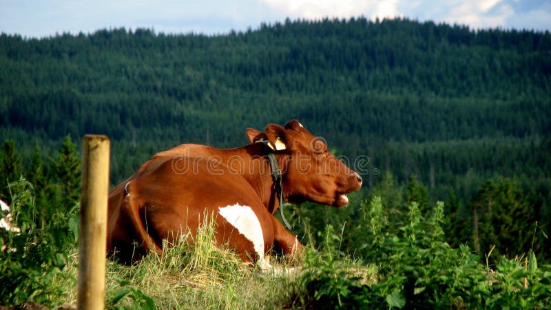 Cow stock photo. Image of anima, natgeo, beauty, natgeowild - 88883456
