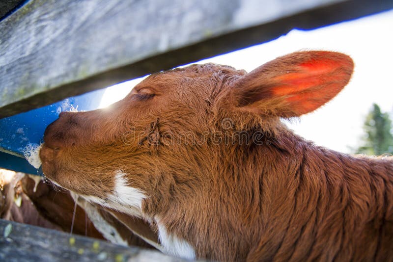 Cow stock photo. Image of animal, close, walking, animallovers - 88883704