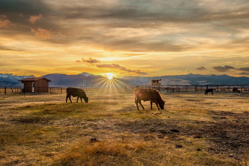 Cow on a field at sunset stock photo. Image of sunset - 206950290