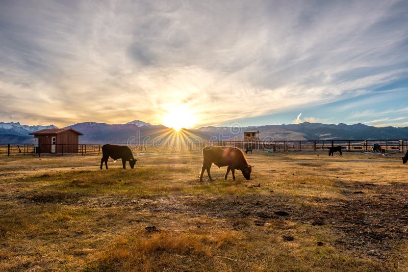 Cow on a field at sunset stock photo. Image of field - 84114126