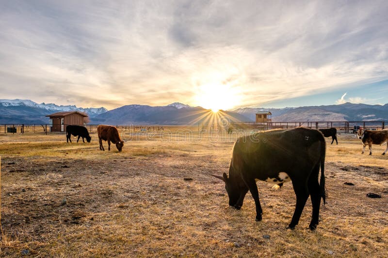 Cow on a field at sunset stock photo. Image of livestock - 88744440
