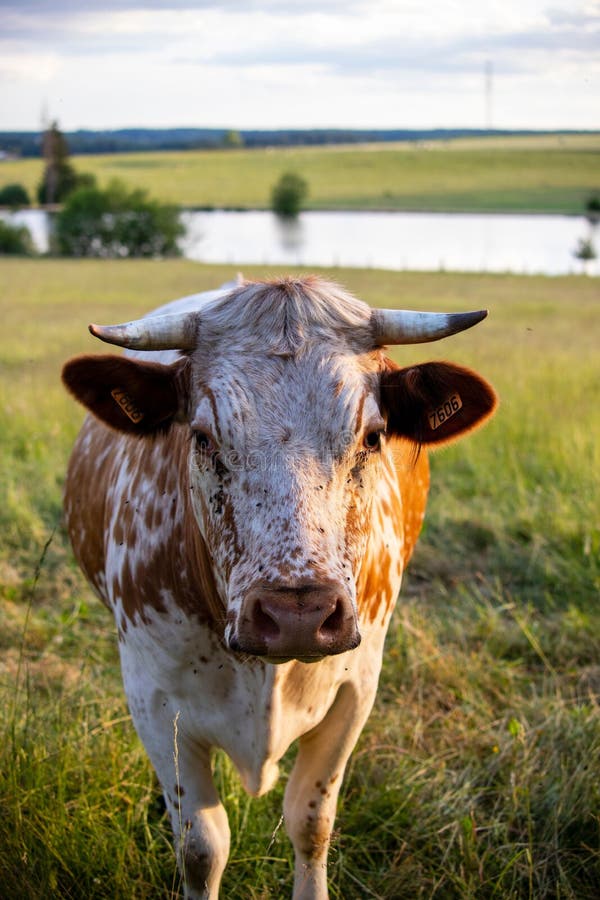 Cow on a Field, Vertical Shot Stock Photo - Image of farmland, mammal ...