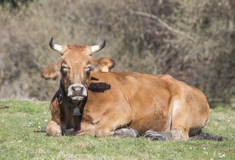 Cow in the Field Very Relaxed with Her Eyes Closed Stock Image - Image ...