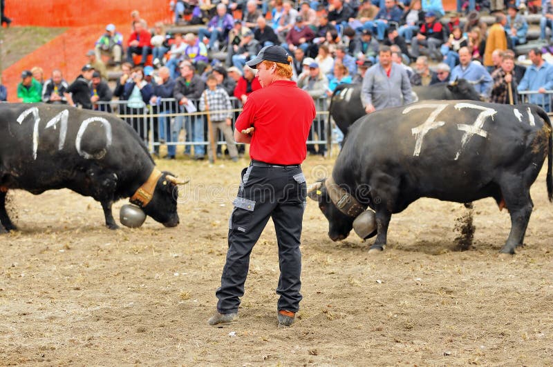 Cow Fighting editorial photography. Image of bovine, combat - 18999817