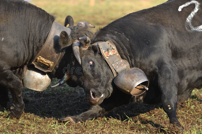 Cow Fighting stock photo. Image of valais, horns, anger - 24107678
