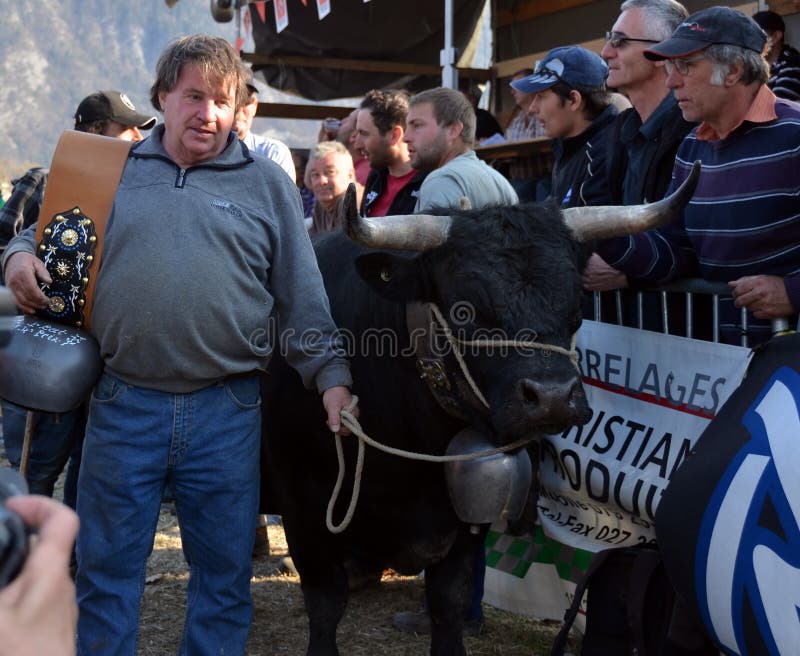Cow Fighting Championships Leytron Editorial Stock Image - Image of ...