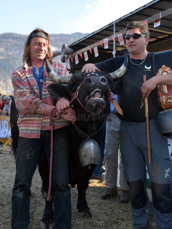 Cow Fighting Championships Leytron Editorial Image - Image of farmers ...