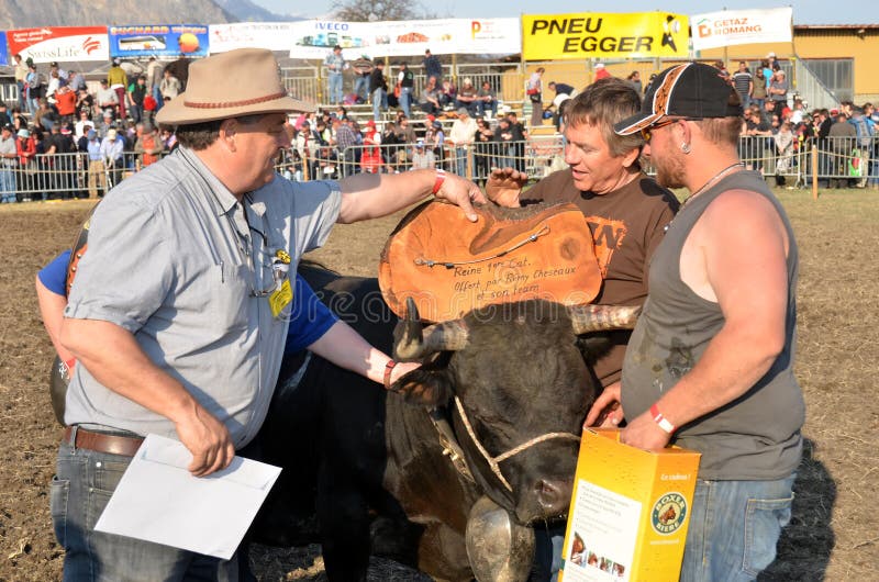 Cow Fighting Championships Leytron Editorial Image - Image of dominate ...