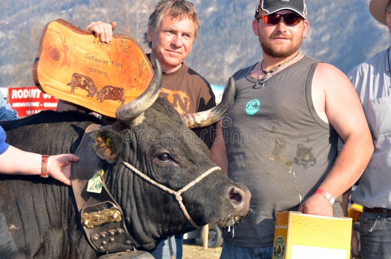 Cow Fighting Championships Leytron Editorial Image - Image of farm ...