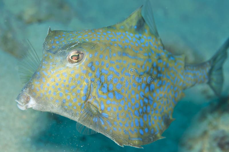 Cow fish stock photo. Image of gulf, ocean, reef, fish - 24558840