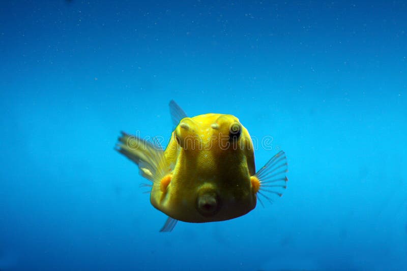 Cow fish stock photo. Image of neon, horn, coral, orange - 3022998