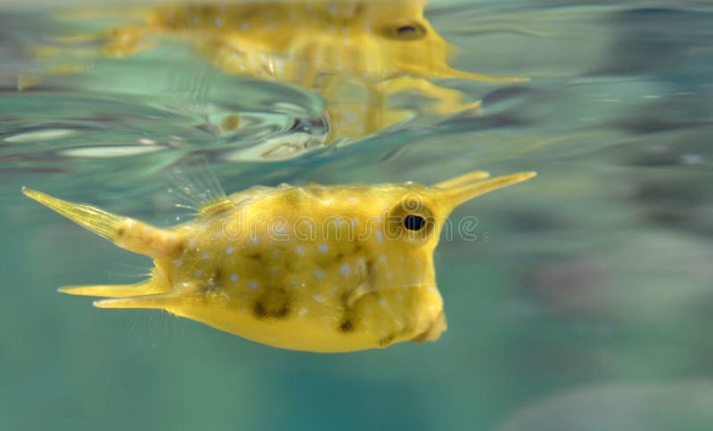 Cow fish stock image. Image of water, underwater, tank - 4095687