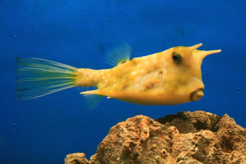 Cow fish stock photo. Image of water, marine, fish, underwater - 6063158
