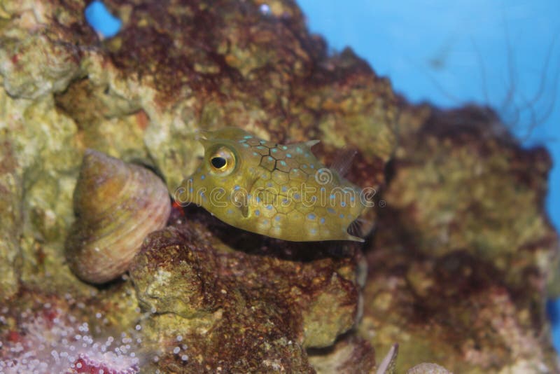 Cow fish stock photo. Image of corals, sealife, tank - 39728718