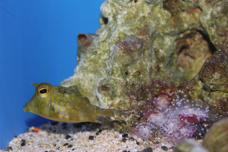 Cow fish stock image. Image of marine, rock, aquarium - 40147175