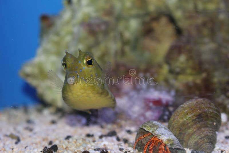 Cow fish stock image. Image of yellow, fish, aquarium - 40147389