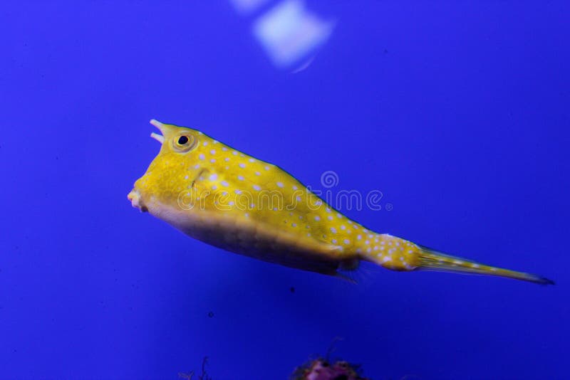 Cow fish in aquarium stock image. Image of color, beautiful - 71068815