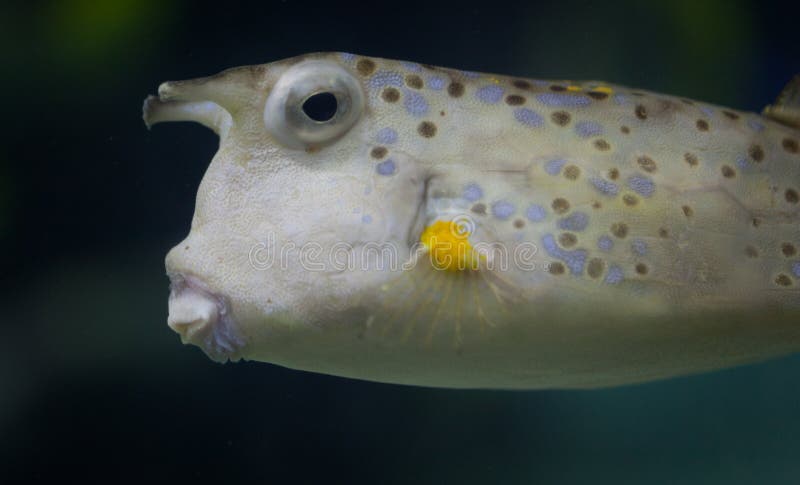 Cow fish stock photo. Image of long, ostraciidae, sealife - 64583698