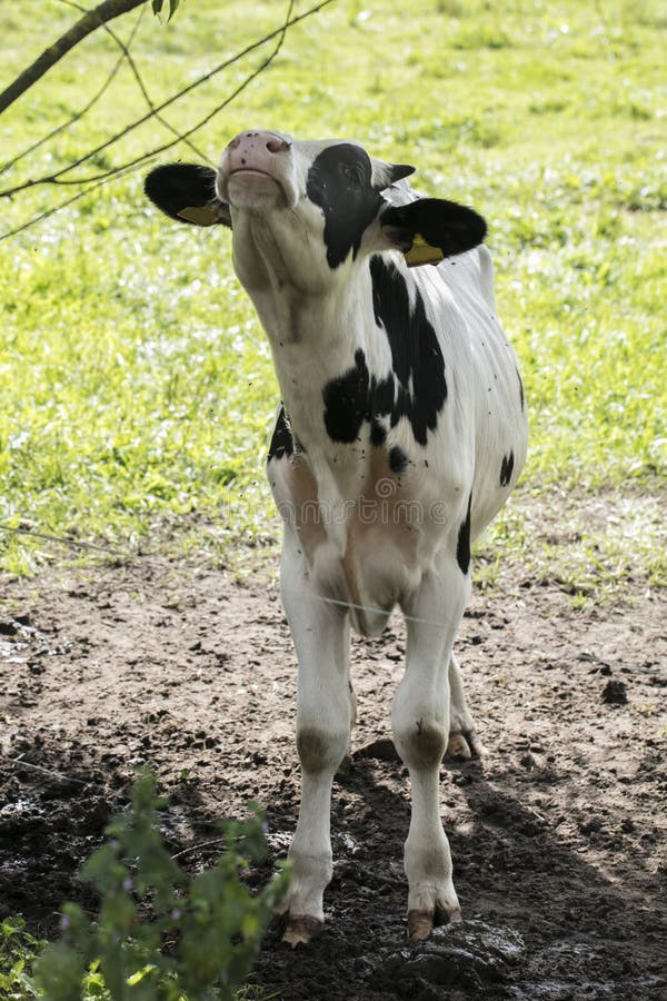 Cow with flies stock image. Image of landscape, ears - 22201179