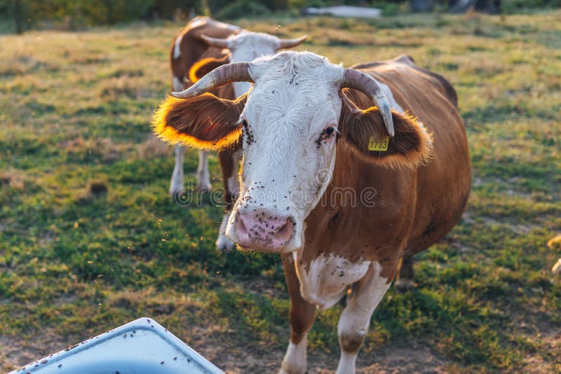 Cow and flies on the field stock photo. Image of animal - 170653108