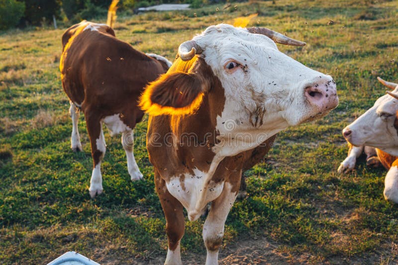 Cow and flies on the field stock image. Image of bovine - 170653157