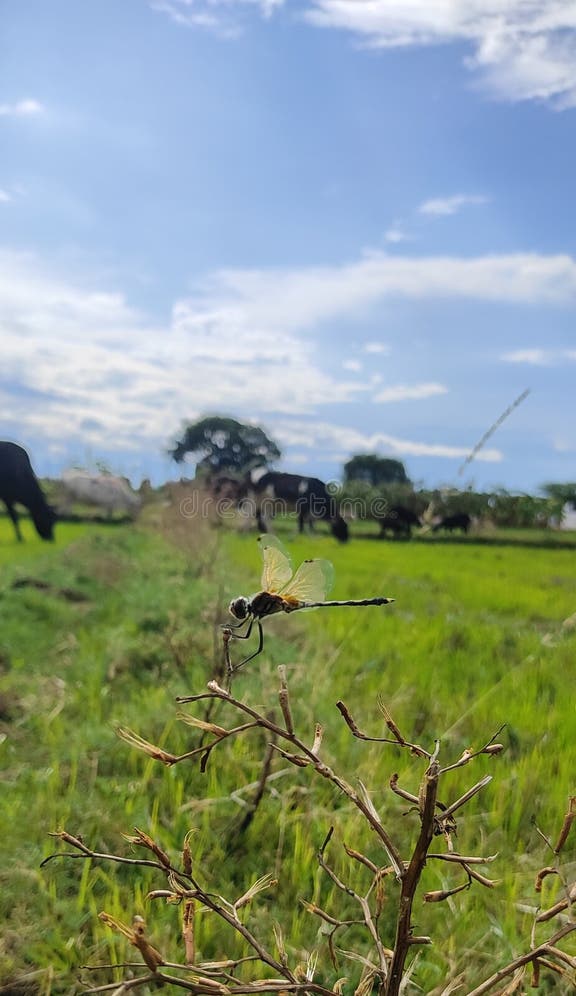 Cow flies nature sky stock image. Image of grassland - 266497635