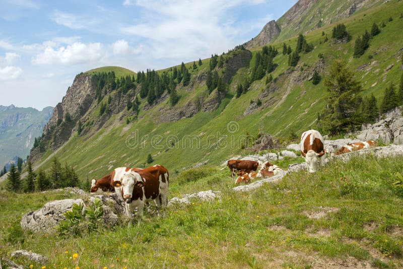 Cow Flock Feed on Cattle Range Stock Photo - Image of beautiful, europe ...
