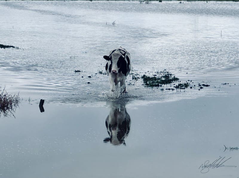 Cow in a flooded field stock image. Image of animal - 357974079