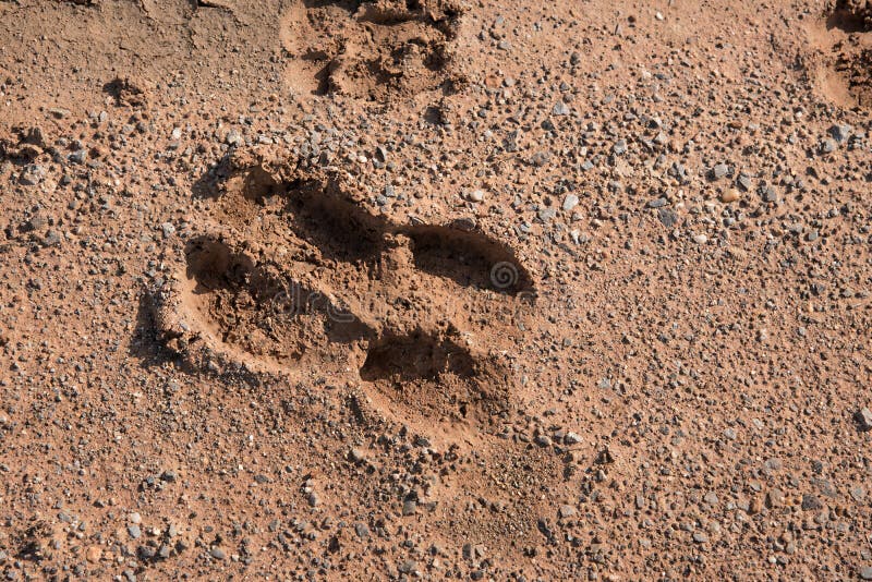 Cow Foot Print on Country Road Stock Image - Image of spoor, background ...