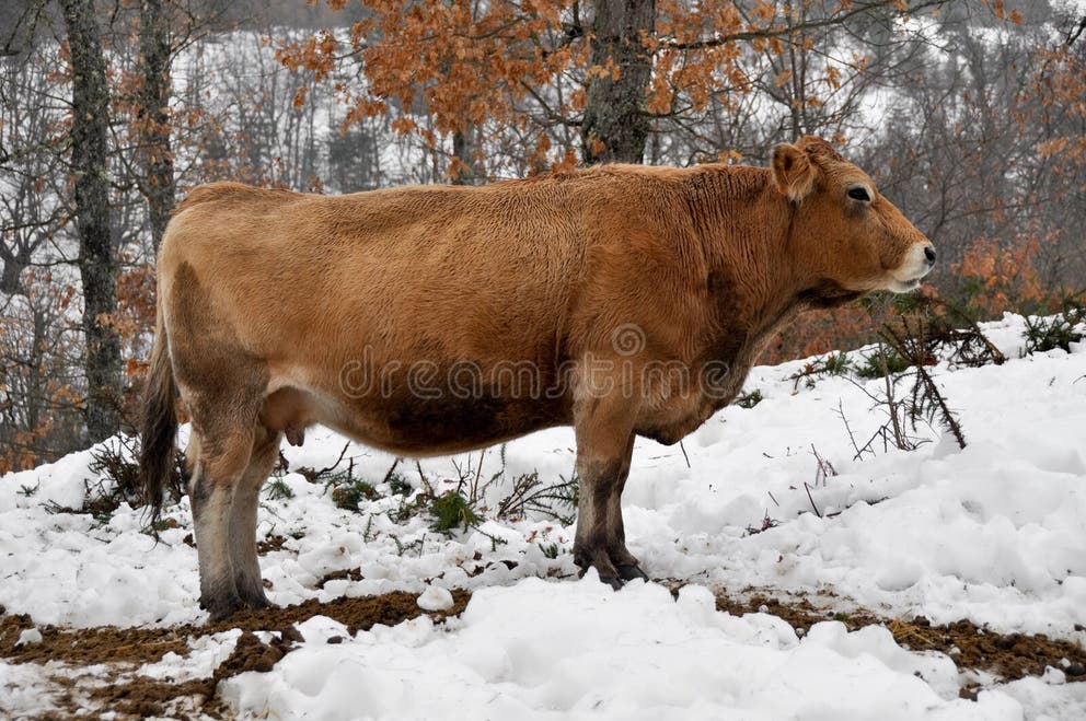 Cow in a Forest, Basque Country (Spain) Stock Image - Image of elguea ...