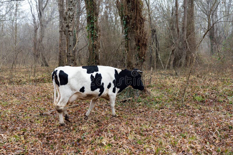 Cow in the Forest in Early Spring Stock Image - Image of bare, grazing ...