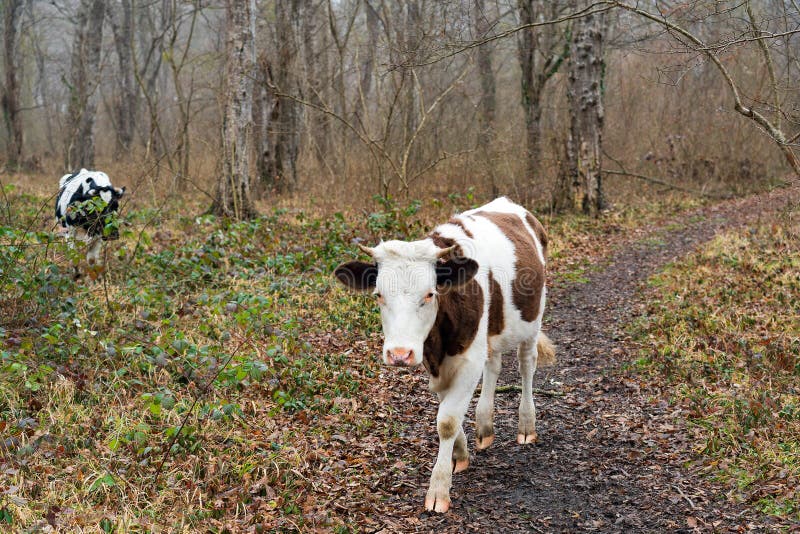 Cow in the Forest in Early Spring Stock Image - Image of bovine ...