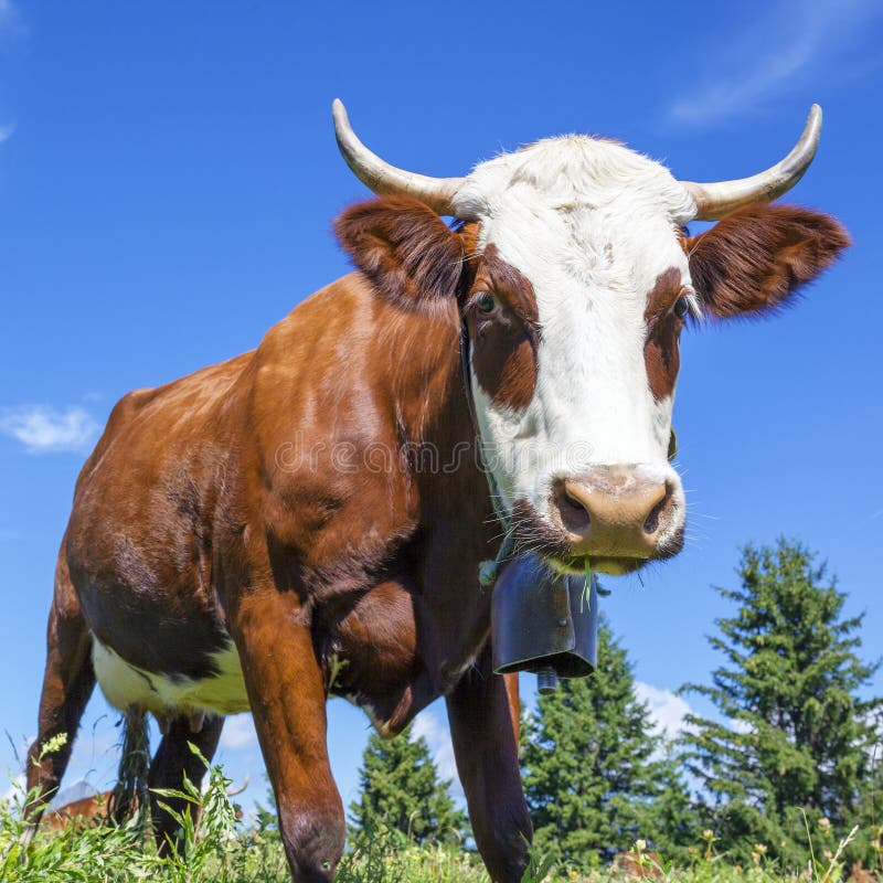Cow in French Alps with Blue Sky Stock Image - Image of bell, alpine ...
