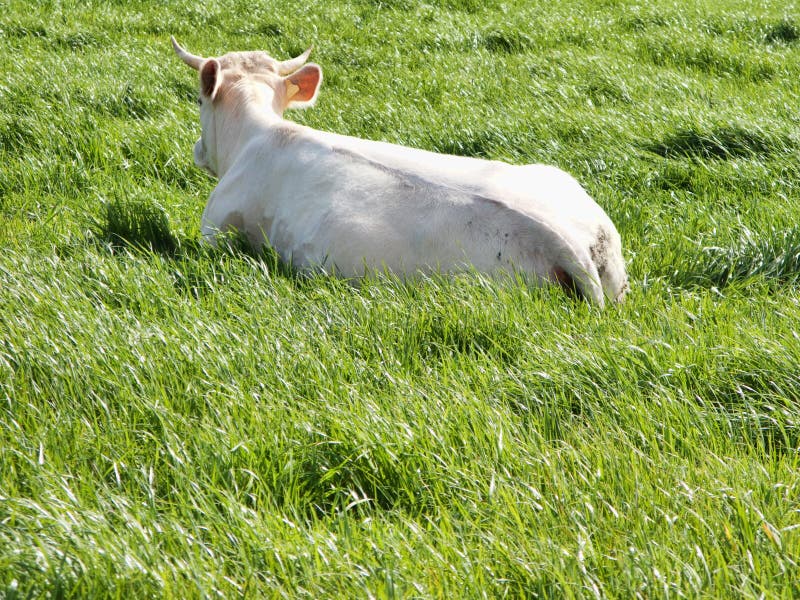 Cow in fresh grass stock image. Image of dairy, agriculture - 13713363