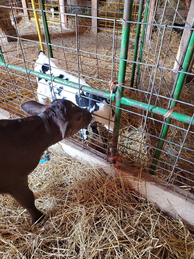 Cow Friends Forever Buddies Pals Stock Photo - Image of buddies ...