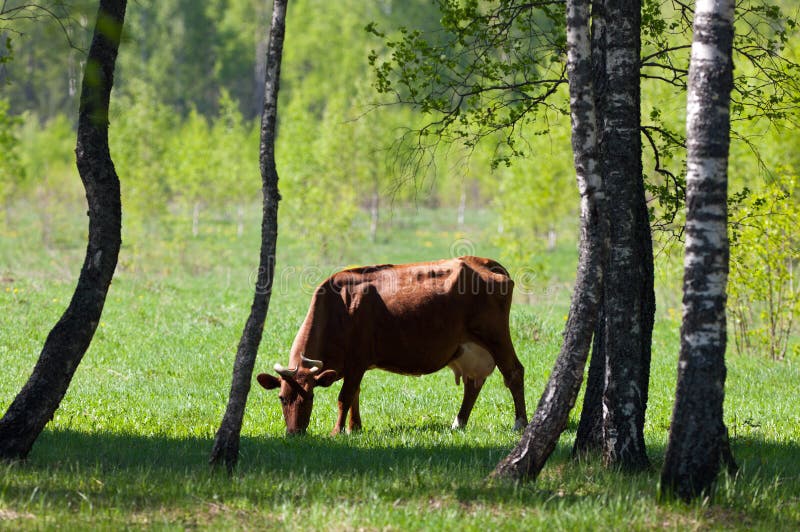 The Cow on the Fringe of the Forest Stock Photo - Image of livestock ...