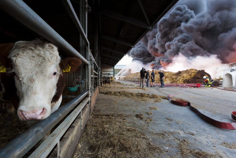Crazy cow stock image. Image of farming, campaign, agriculture - 19960891
