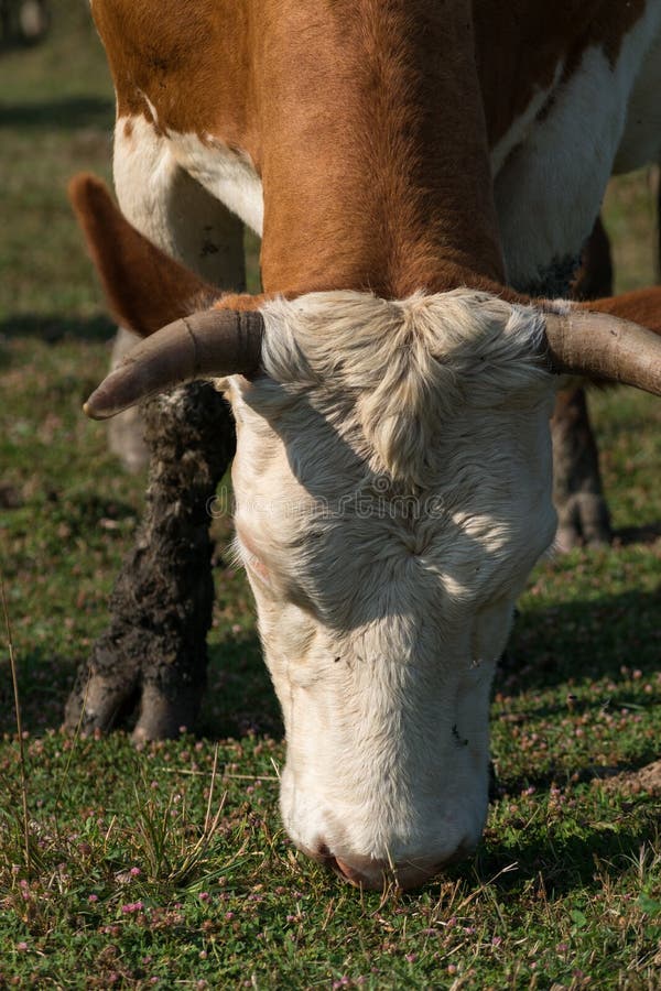 Cow in Front View, Close Up of Head, while Grazing Grass in Pasture ...