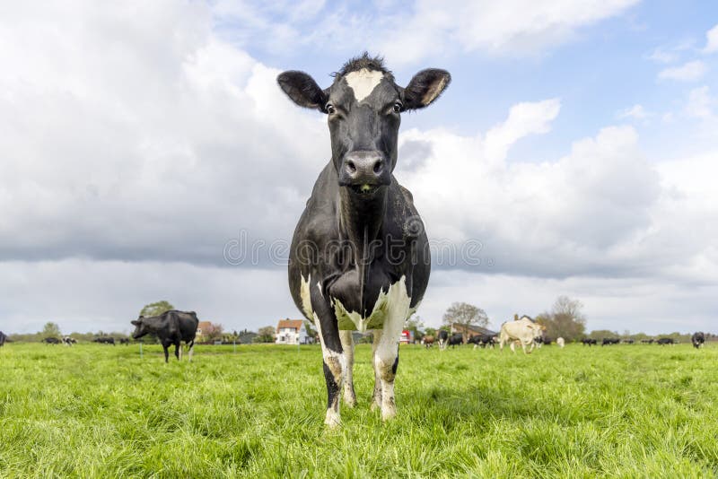 A Cow Front View Full Length, an Authentic Black and White Holstein, a ...