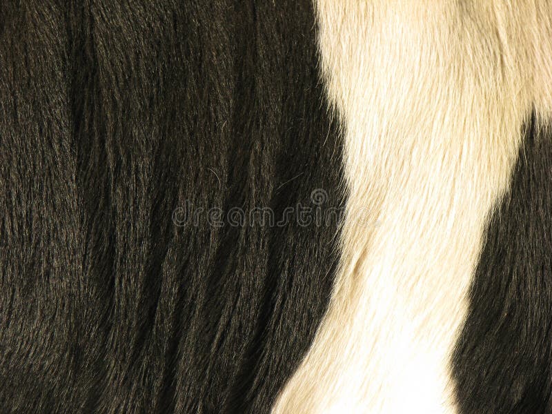 Cow Fur Picture. Image: 3878030