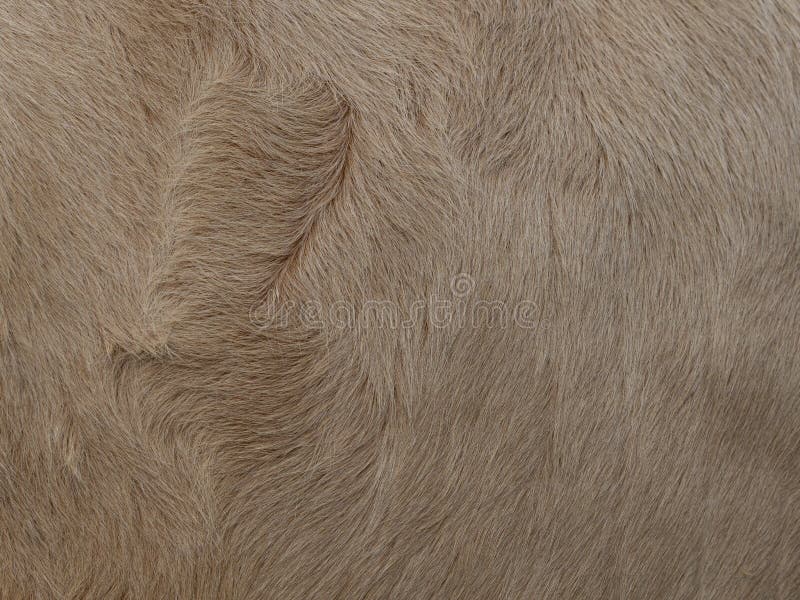 Cow fur in the detail stock photo. Image of hair, abstract - 228503530