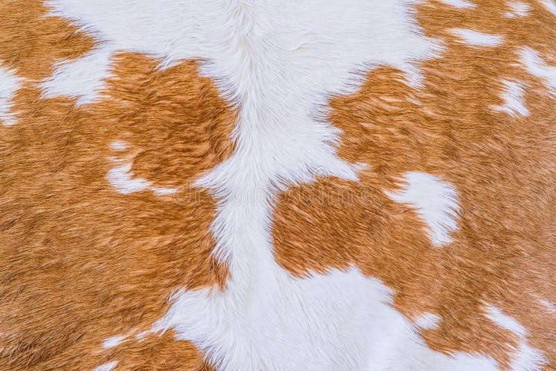 2,869 Cow Fur Texture Stock Photos - Free & Royalty-Free Stock Photos ...