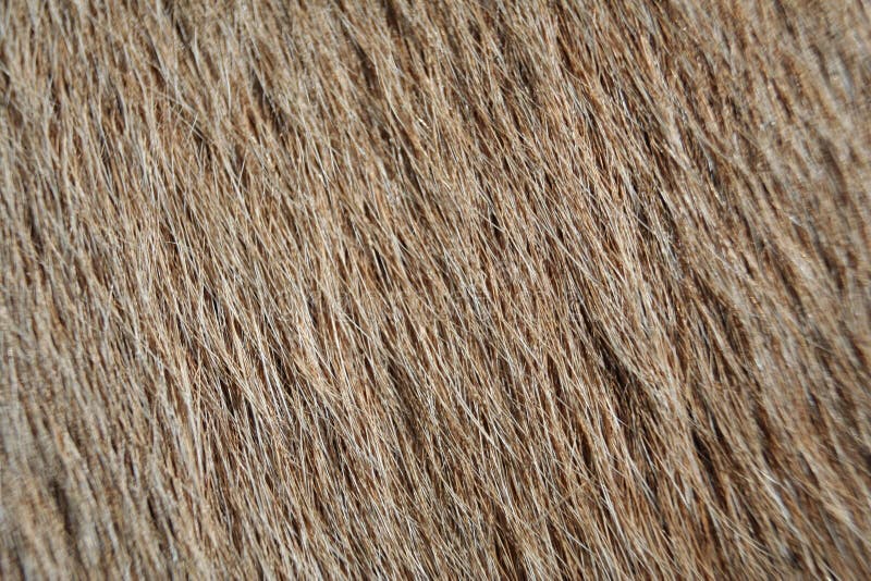 2,869 Cow Fur Texture Stock Photos - Free & Royalty-Free Stock Photos ...