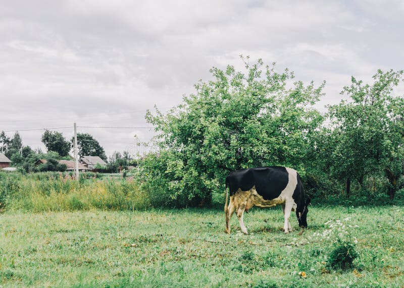 Cow in a garden stock image. Image of grass, living, animal - 27243847