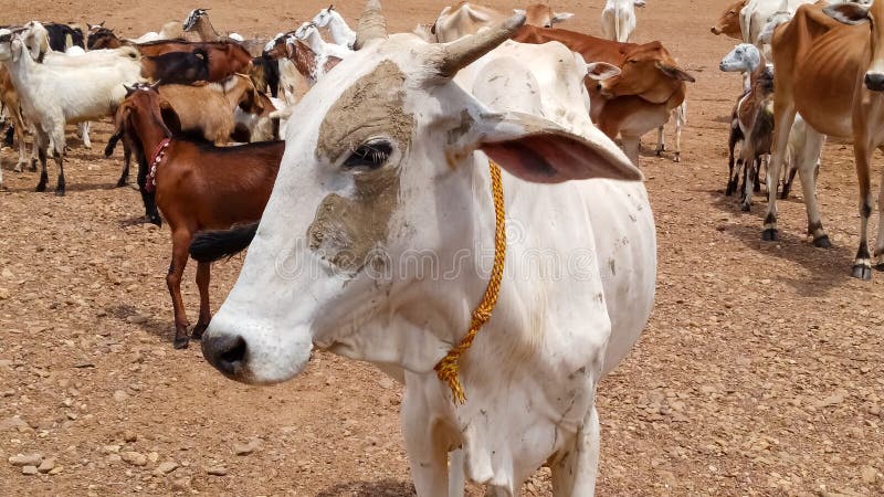 This Cow Gave a Good Pose that I Might Take a Pic. Stock Photo - Image ...