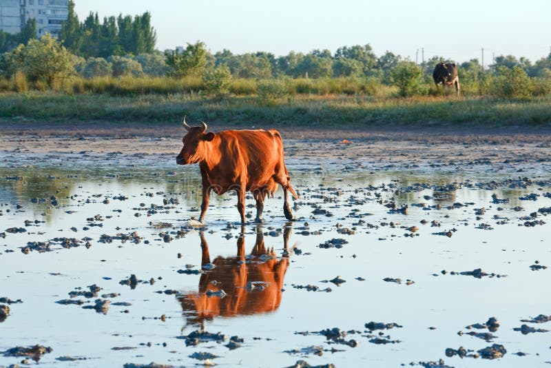 Cow go by swamp stock photo. Image of nature, herd, grass - 14968484